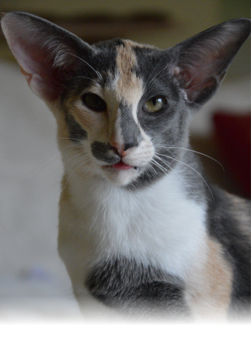 Merle